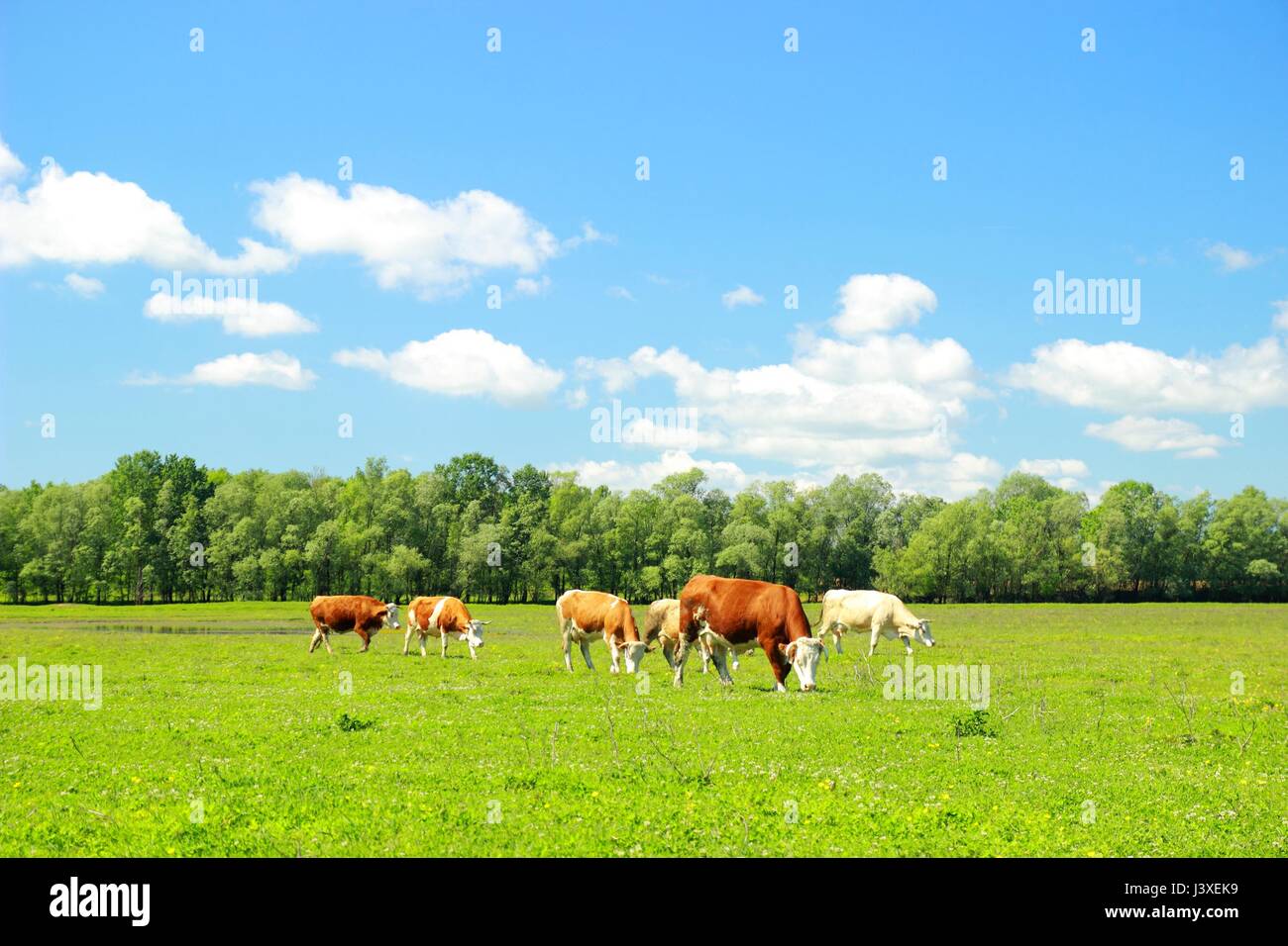 Cows in field Stock Photo - Alamy
