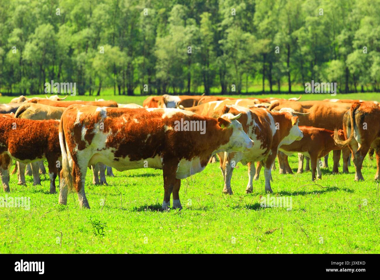 Cows in field Stock Photo - Alamy