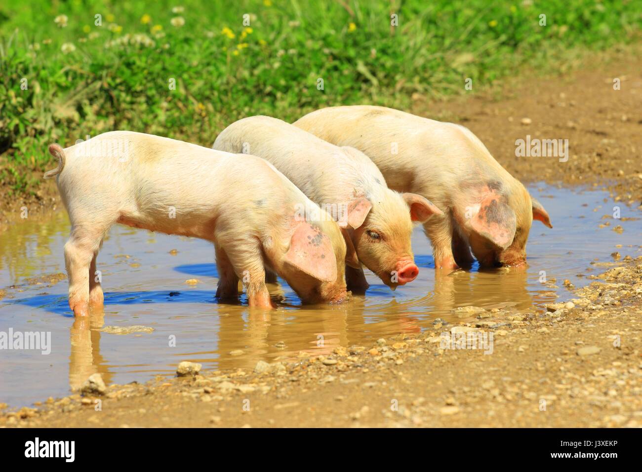 three piglets drinking water from puddle Stock Photo - Alamy