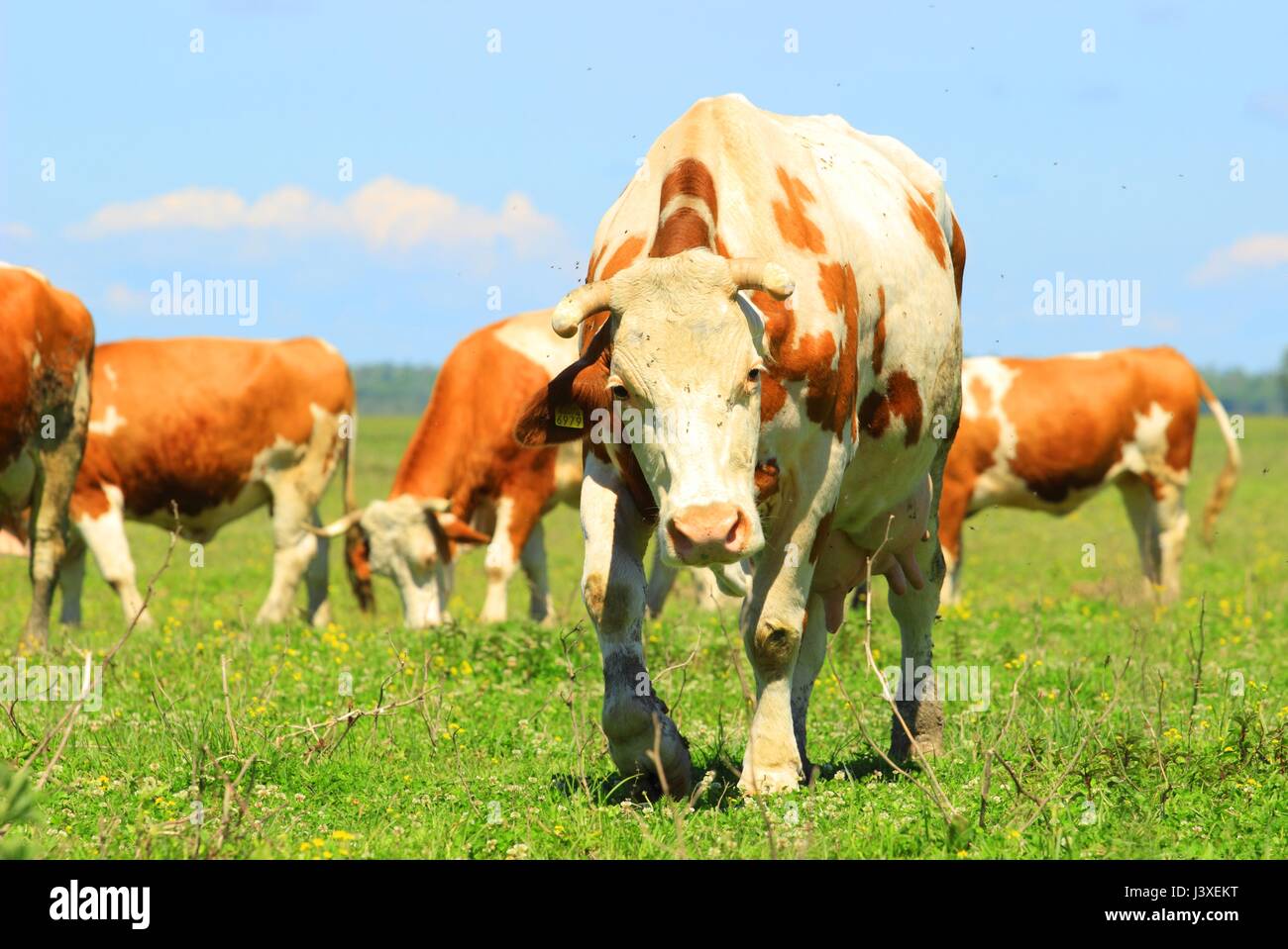 Cattle With Big Horns High Resolution Stock Photography and Images - Alamy