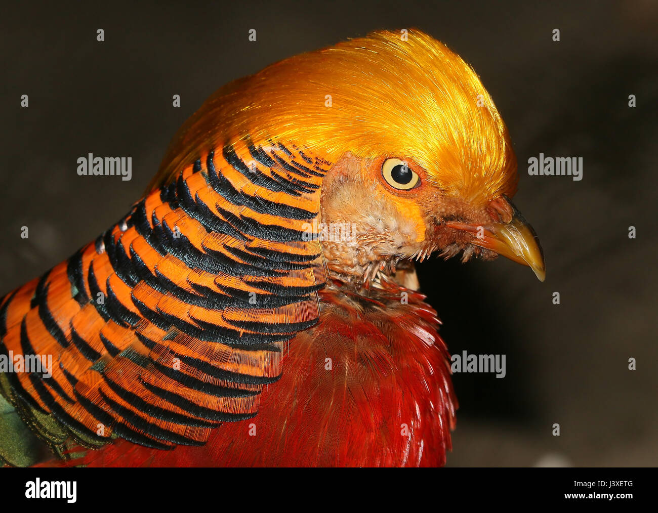 Gold fasan hi-res stock photography and images - Alamy