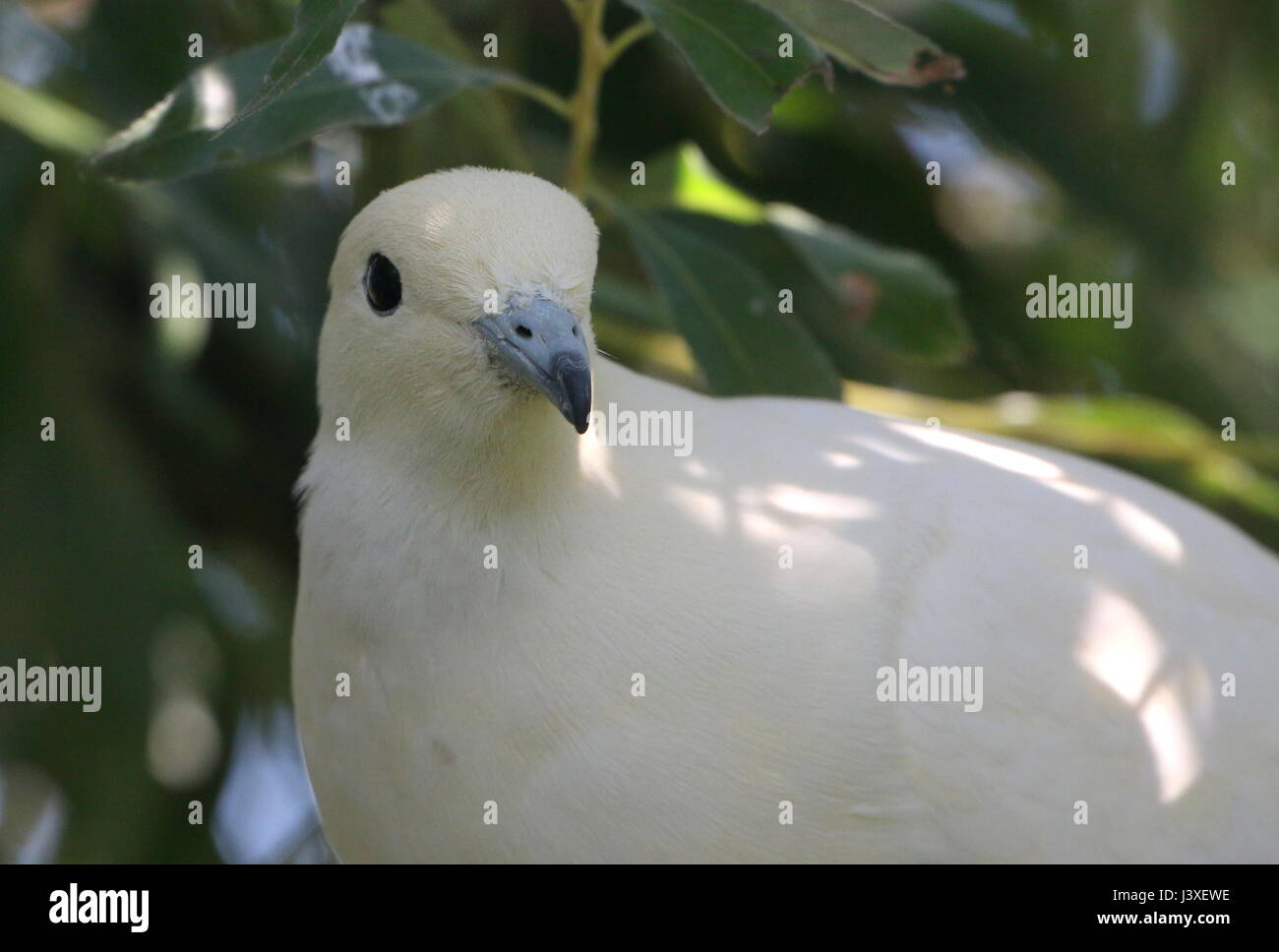 Southeast Asian Pied imperial pigeon (Ducula bicolor), ranging from ...