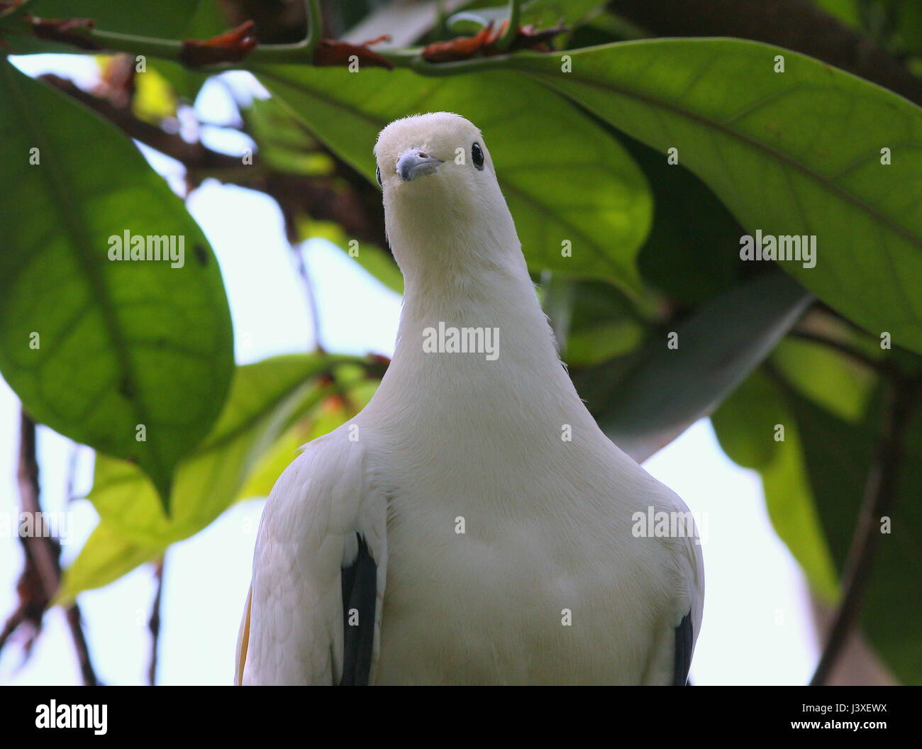 Southeast Asian Pied imperial pigeon (Ducula bicolor), ranging from ...