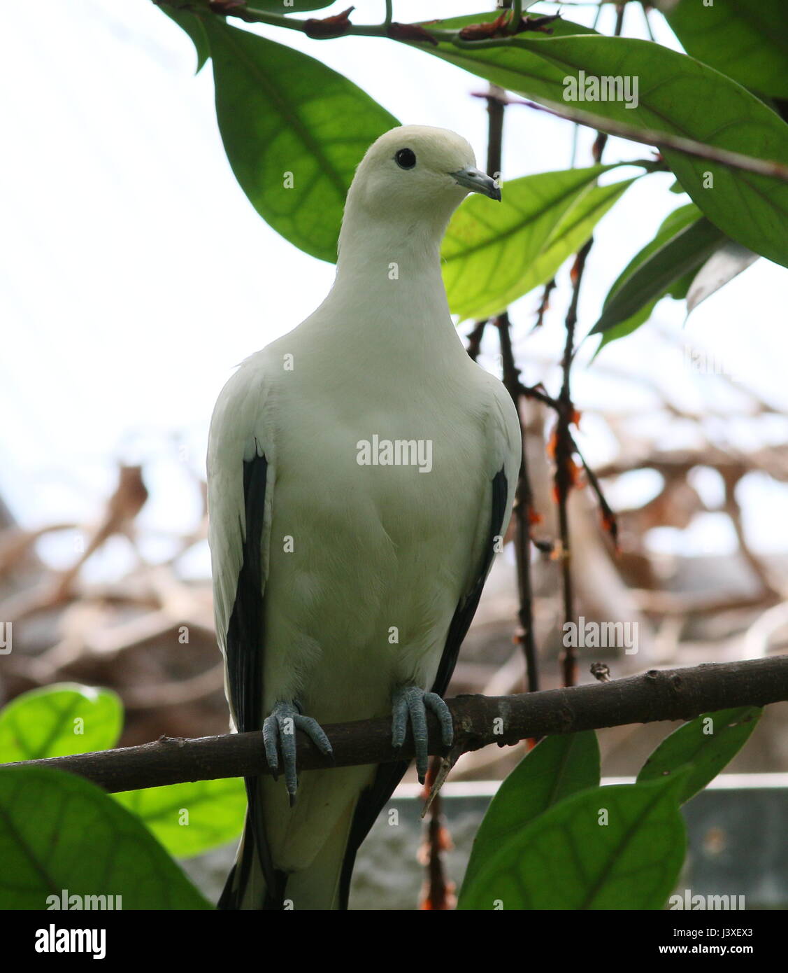 Southeast Asian Pied imperial pigeon (Ducula bicolor), ranging from ...