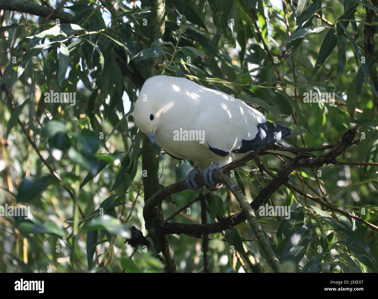 Southeast Asian Pied imperial pigeon (Ducula bicolor), ranging from ...