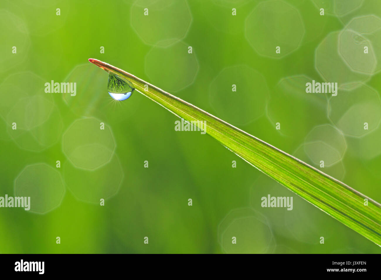 close up of dew drop on blade Stock Photo - Alamy
