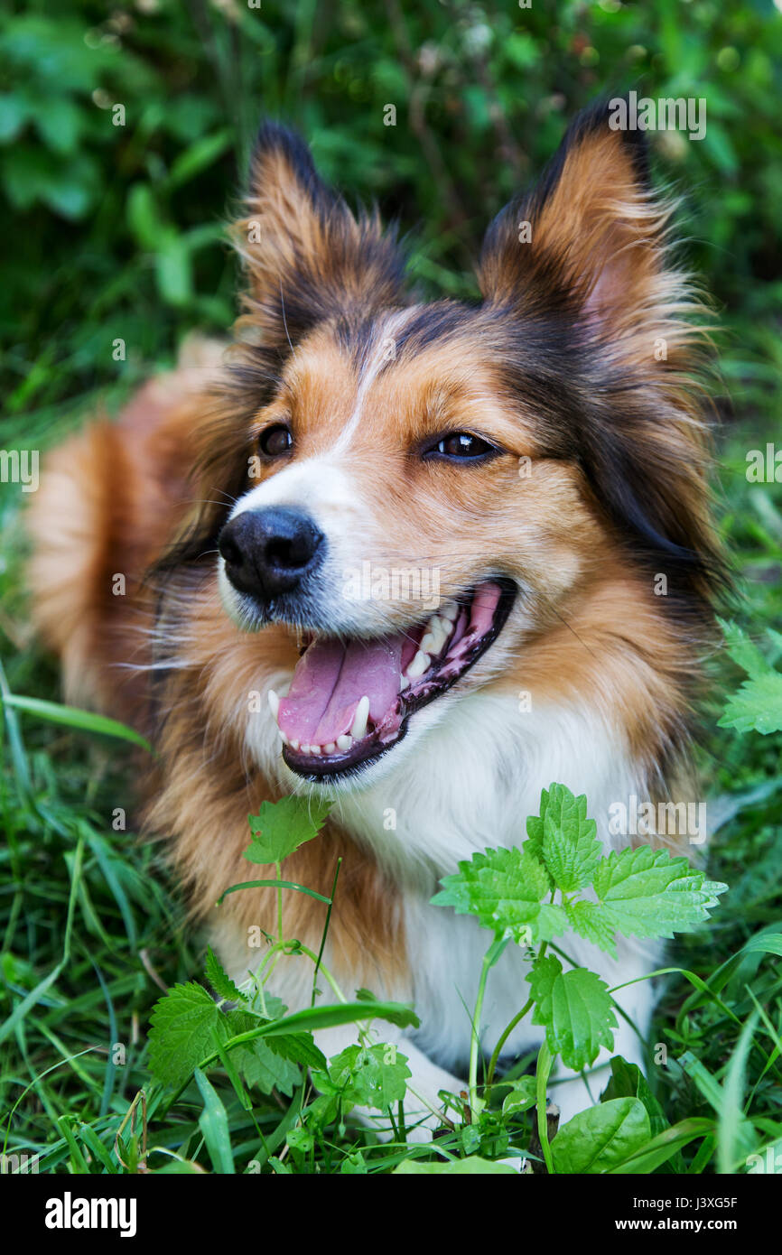 Happy dog Border Collie Stock Photo - Alamy