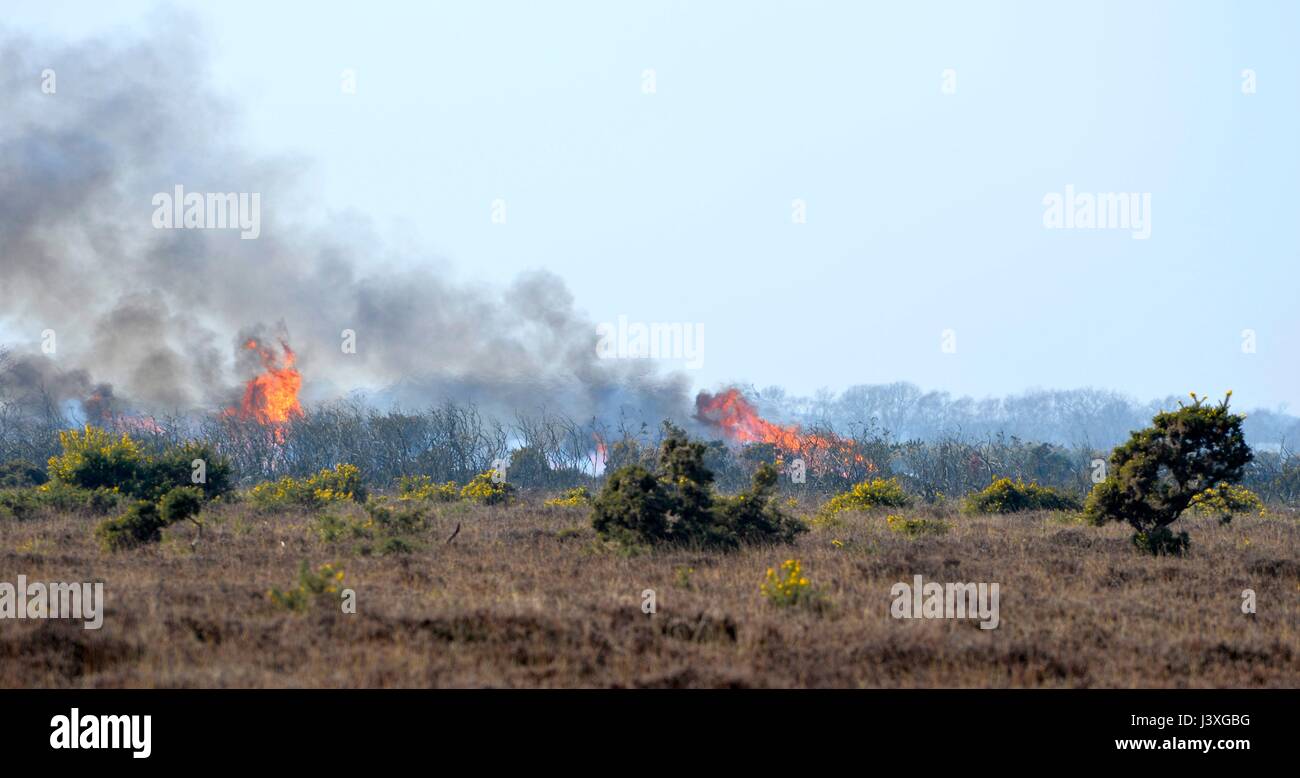 New Forest management controlled burning of gorse bushes Stock Photo ...