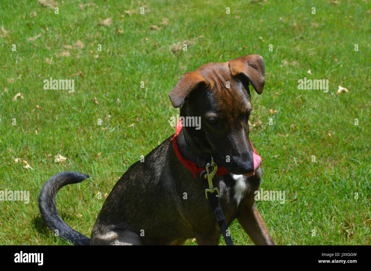 Dark colored Arubian cunucu dog licking his nose Stock Photo - Alamy