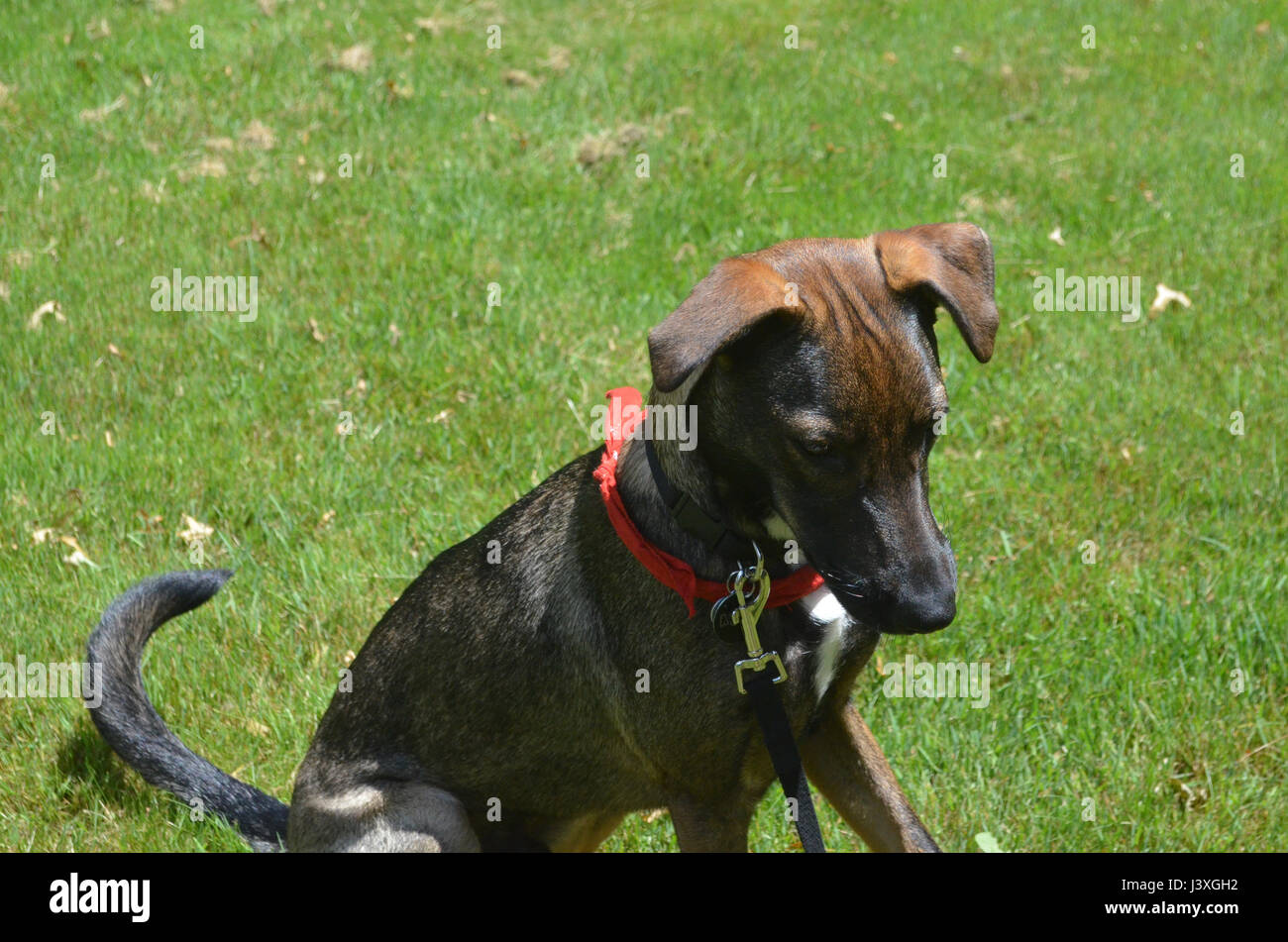 Aruba cunucu dog hi-res stock photography and images - Alamy