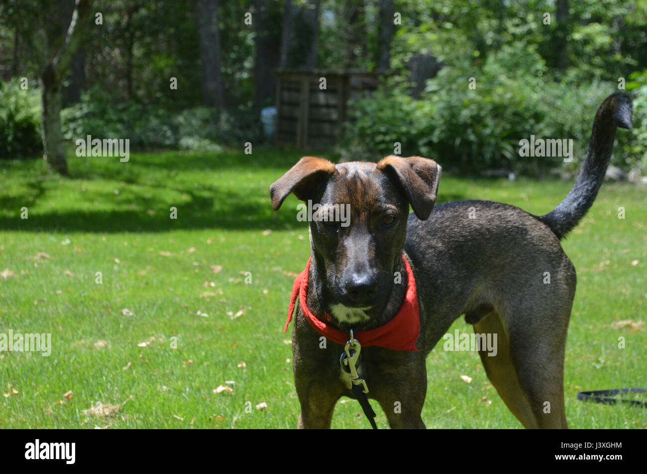 Arubian cunucu hi-res stock photography and images - Alamy