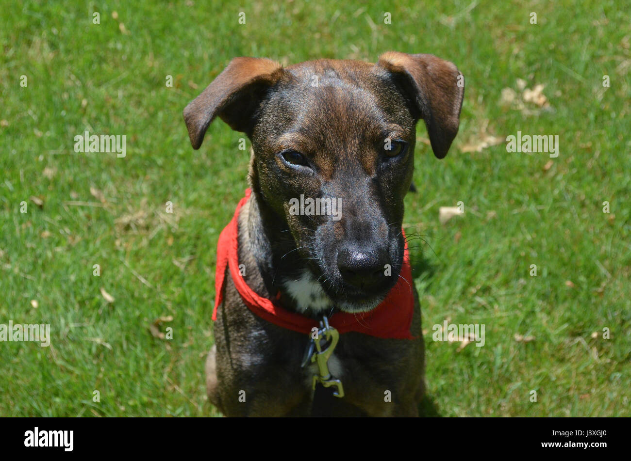 Aruba cunucu dog hi-res stock photography and images - Alamy