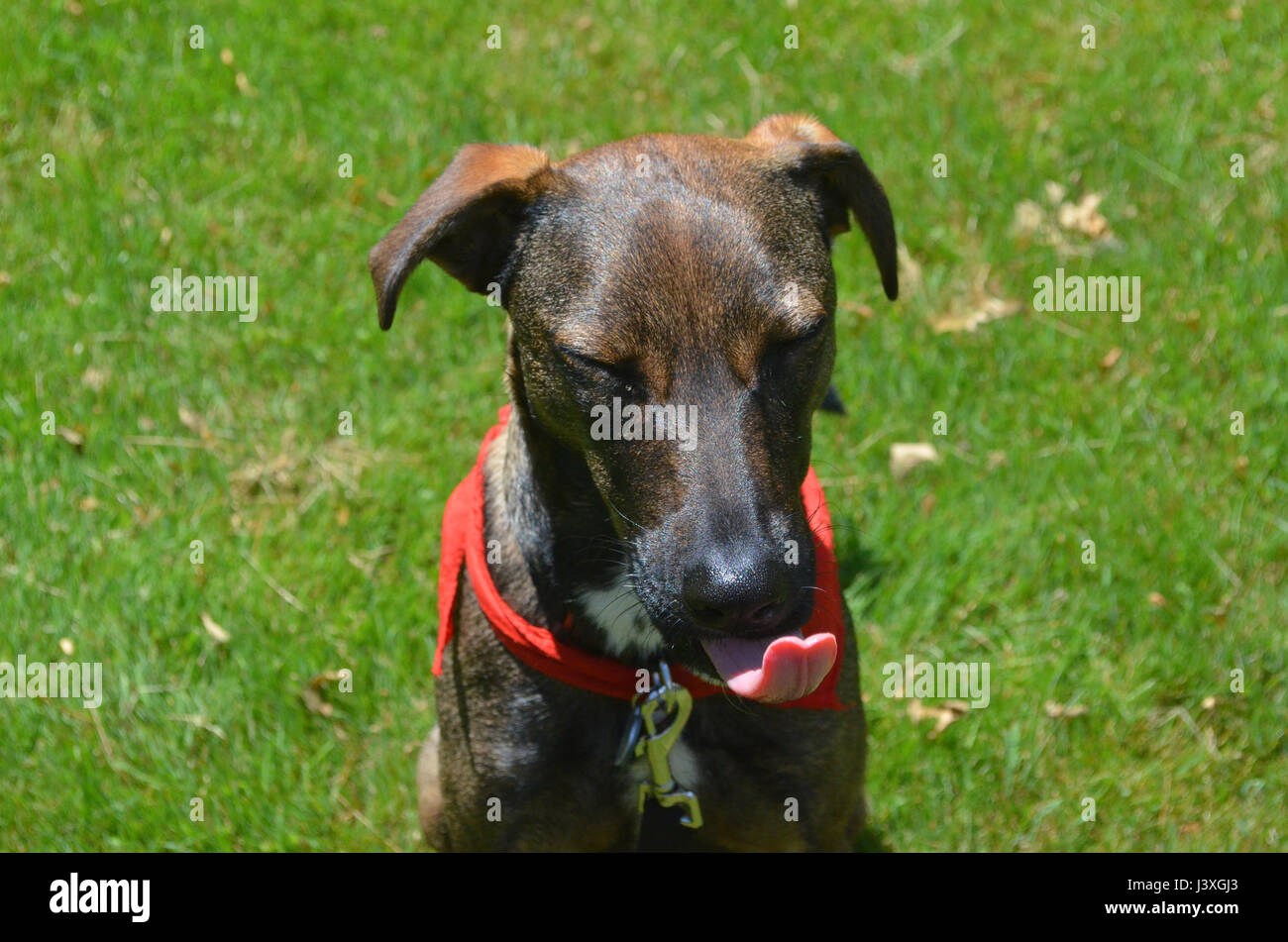 Beautiful cunucu dog on a warm summer day Stock Photo - Alamy