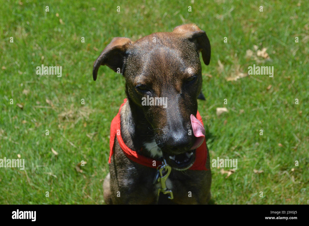 Gorgeous Aruban cunucu dog licking his nose on a summer day Stock Photo ...