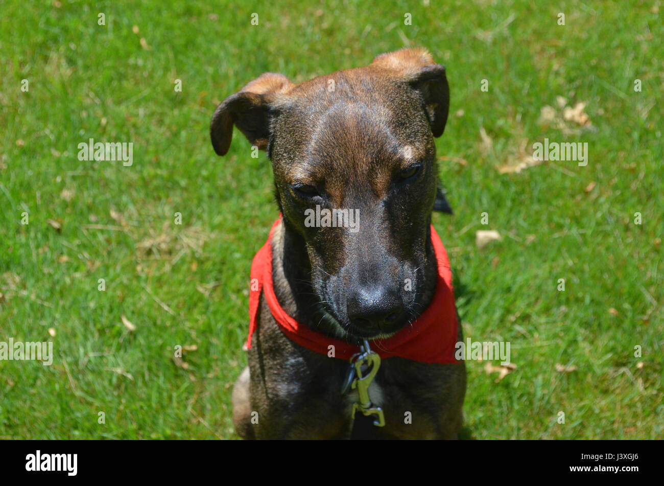 Cunucu dog in the warm sunlight getting drowsy Stock Photo - Alamy
