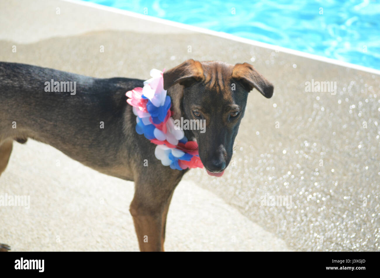 Sweet Arubian cunucu dog with a furrowed brow Stock Photo - Alamy