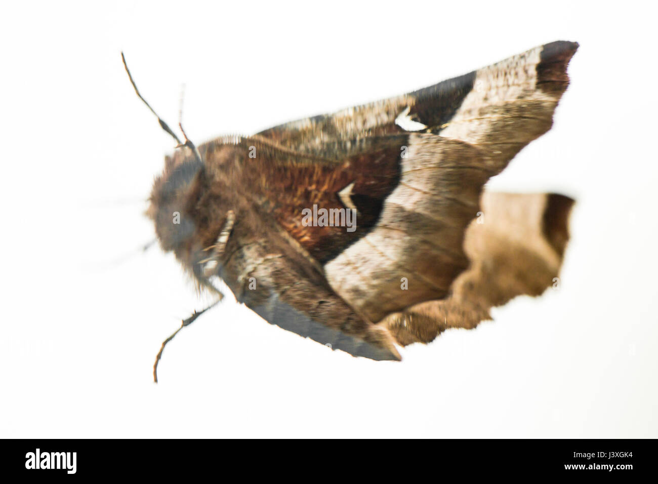 A moth sitting on a window and seen as if flying in blurred motion ...