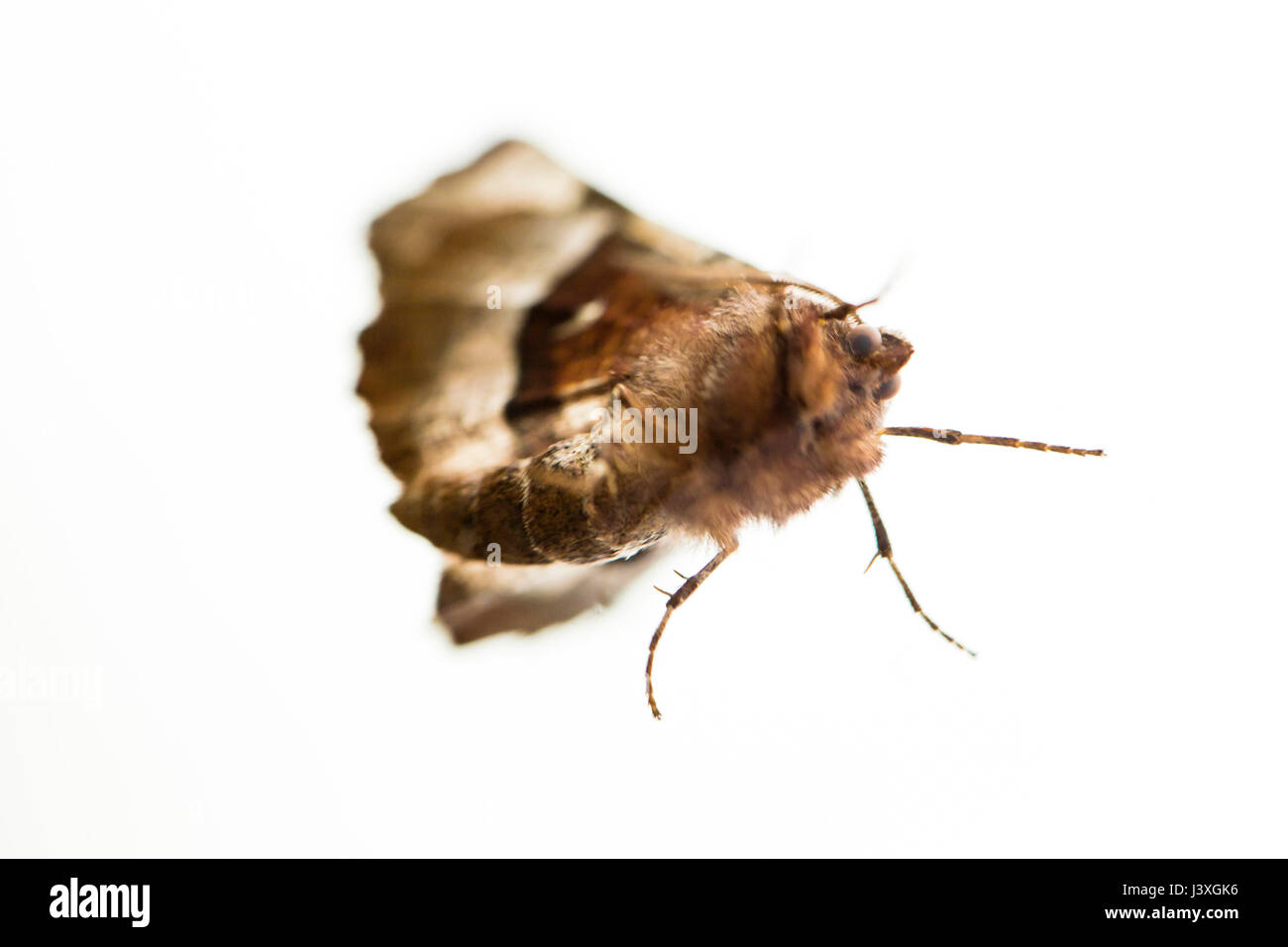 A moth sitting on a window and seen as if flying in blurred motion ...