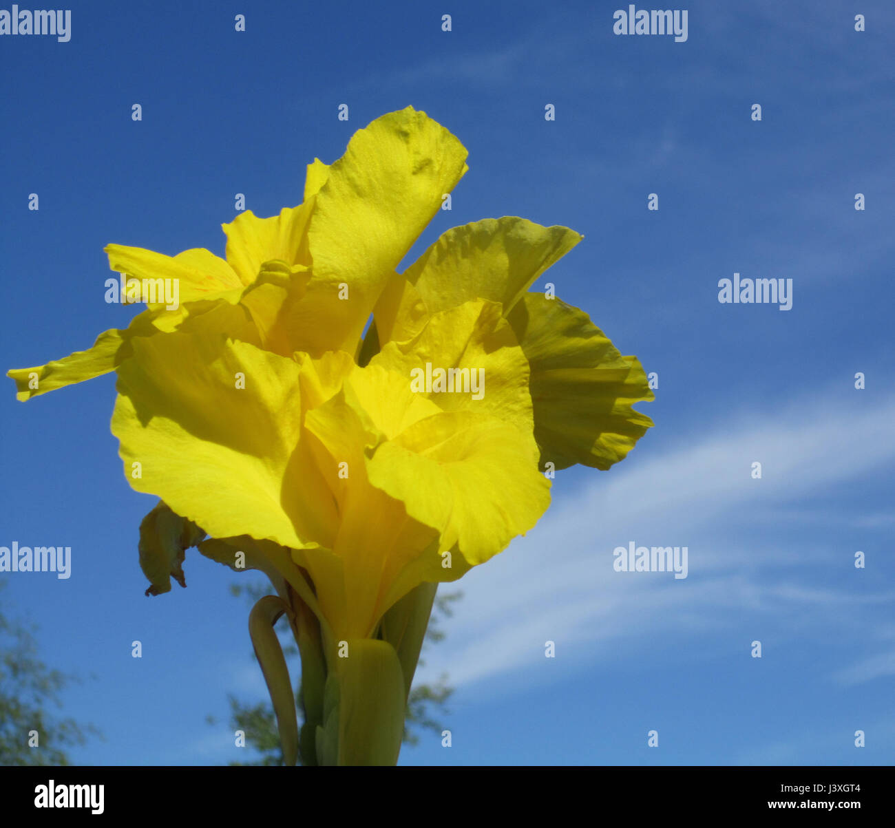 Yellow gladiolus hi-res stock photography and images - Alamy