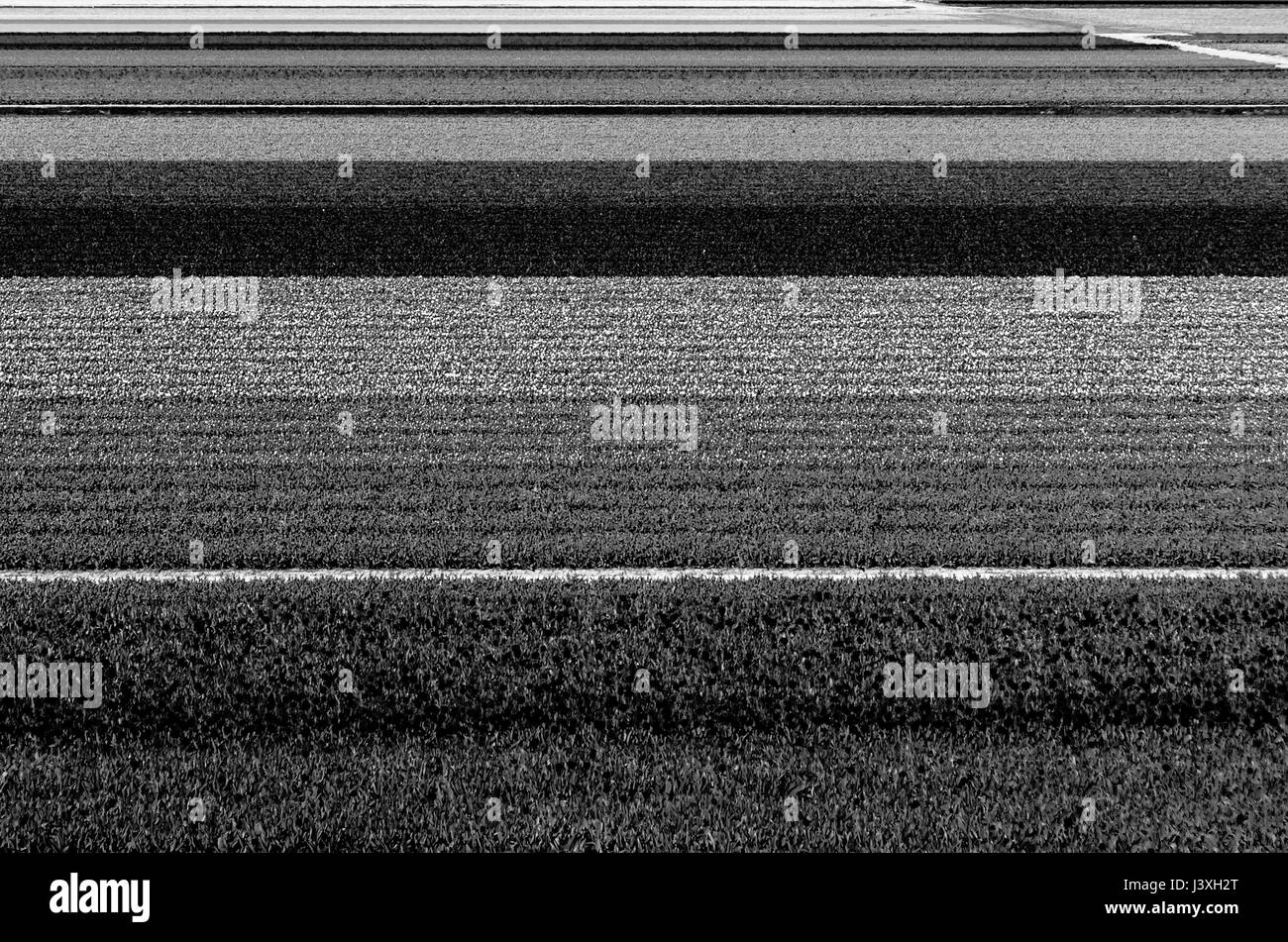 Field landscape, black and white image Stock Photo - Alamy