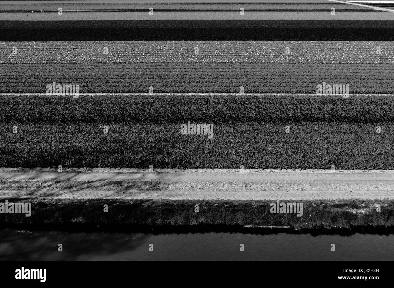 Field landscape, black and white image Stock Photo - Alamy