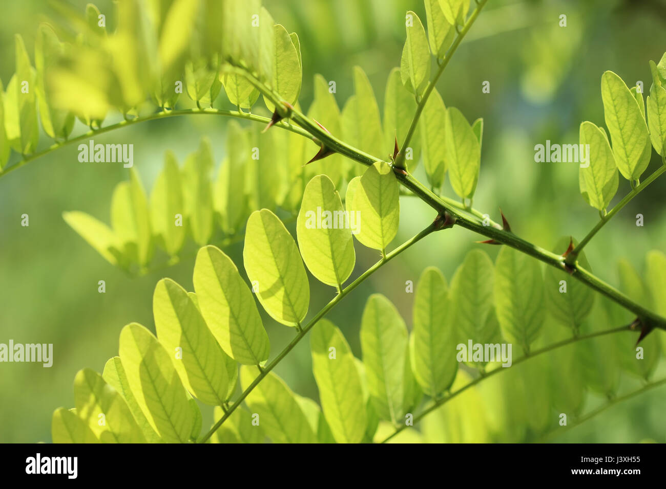 Green acacia tree in forest hi-res stock photography and images - Alamy