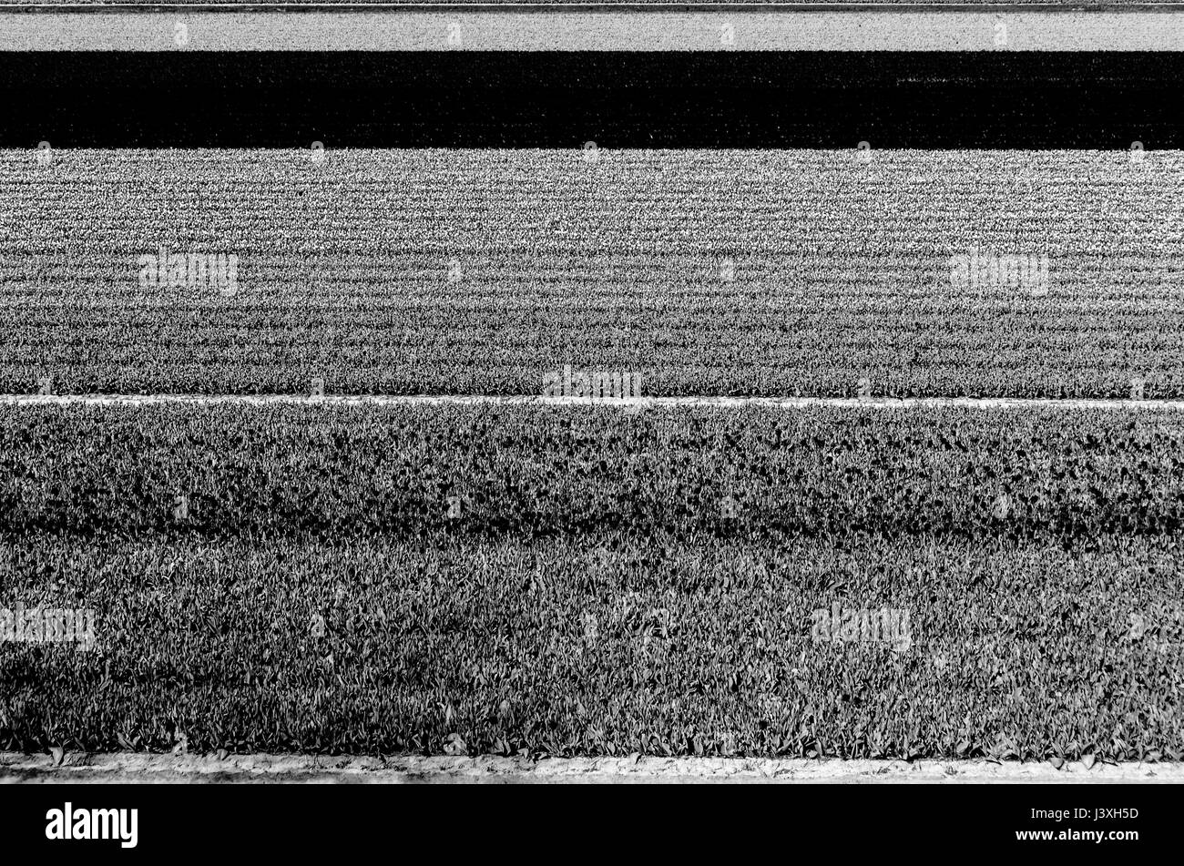 Typical spring scene Black and White Stock Photos & Images - Alamy