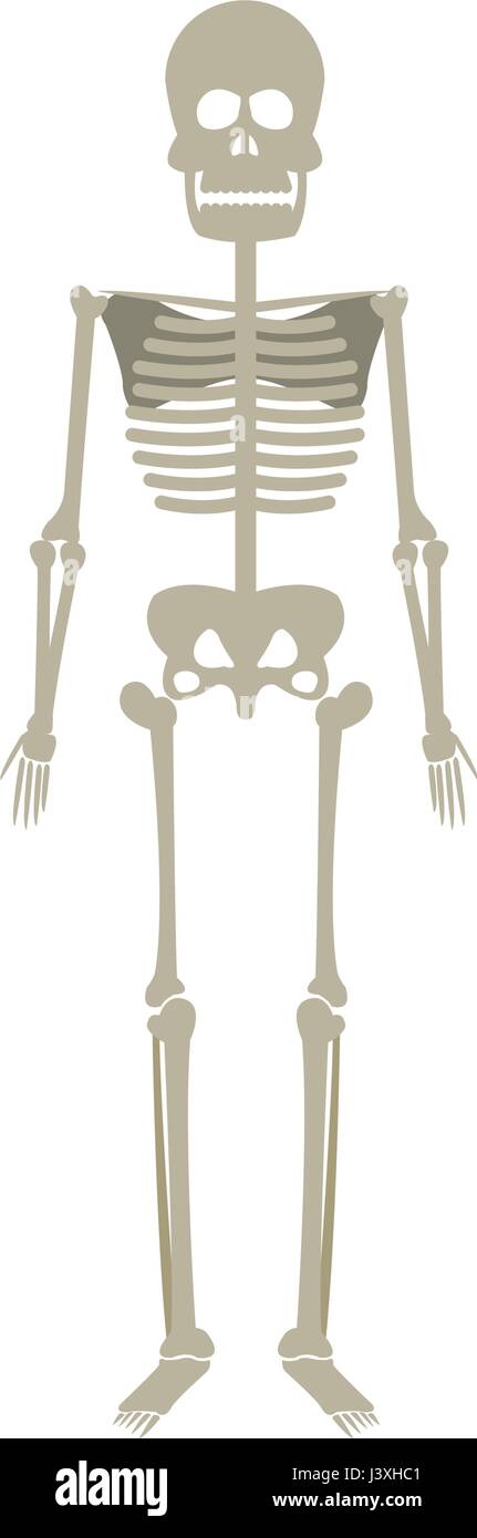 skeleton human anatomy skull bone medical science Stock Vector Image ...