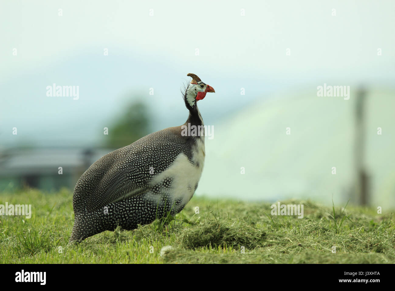 Guineafowl chicken hi-res stock photography and images - Alamy