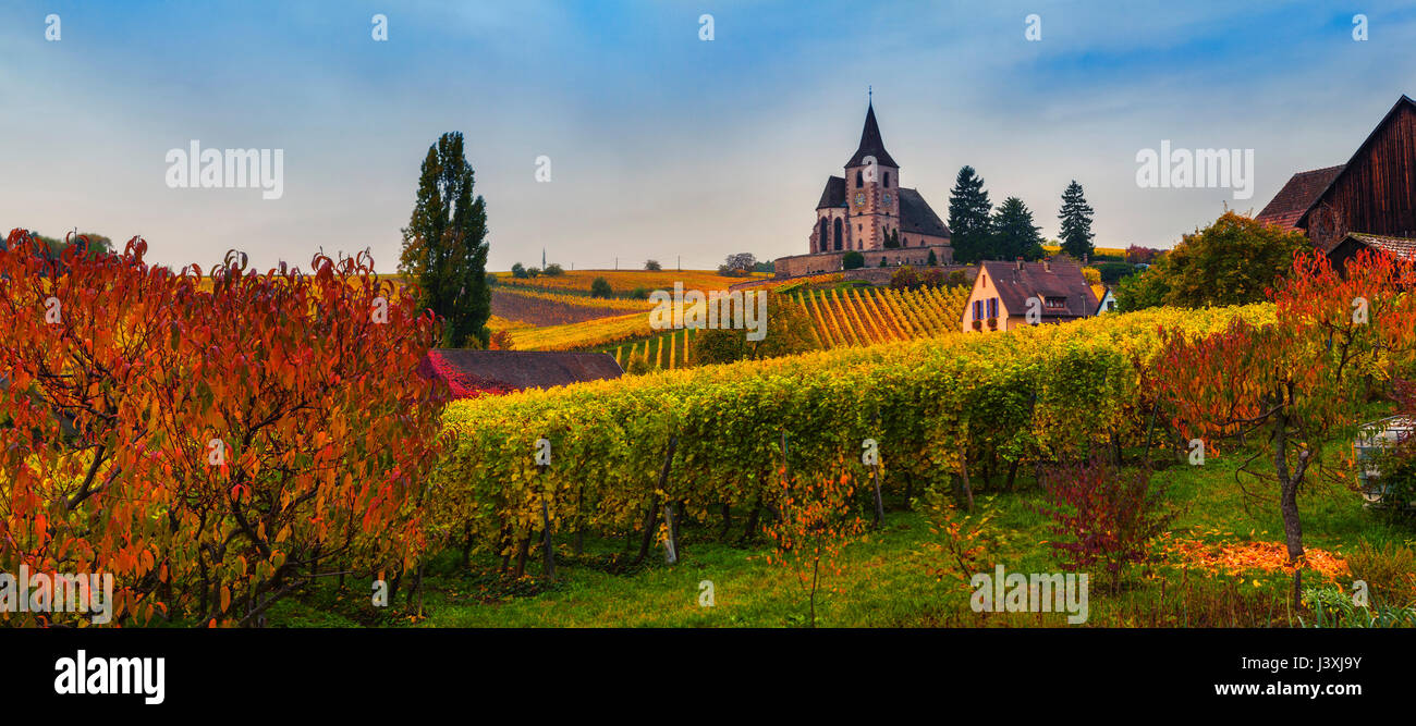 Panoramic rolling landscape with autumn vines, Hunawihr, Alsace, France ...