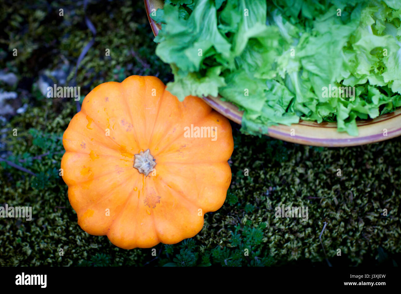 Overhead view of freshly spring greens and squash vegetable in garden ...