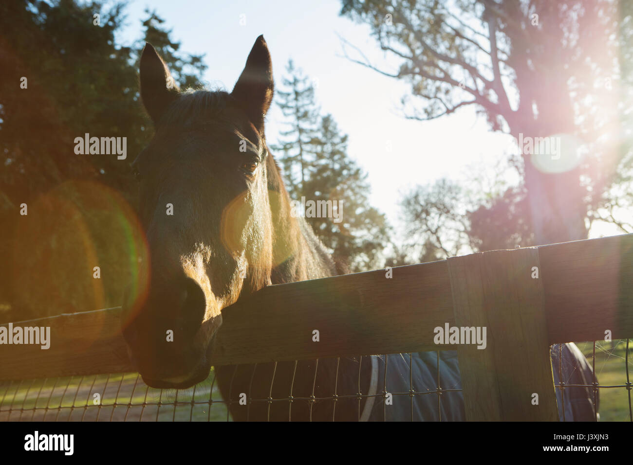 Horse looking over fence Stock Photo - Alamy