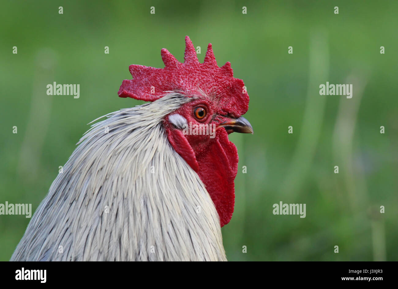 Rooster profile hi-res stock photography and images - Alamy
