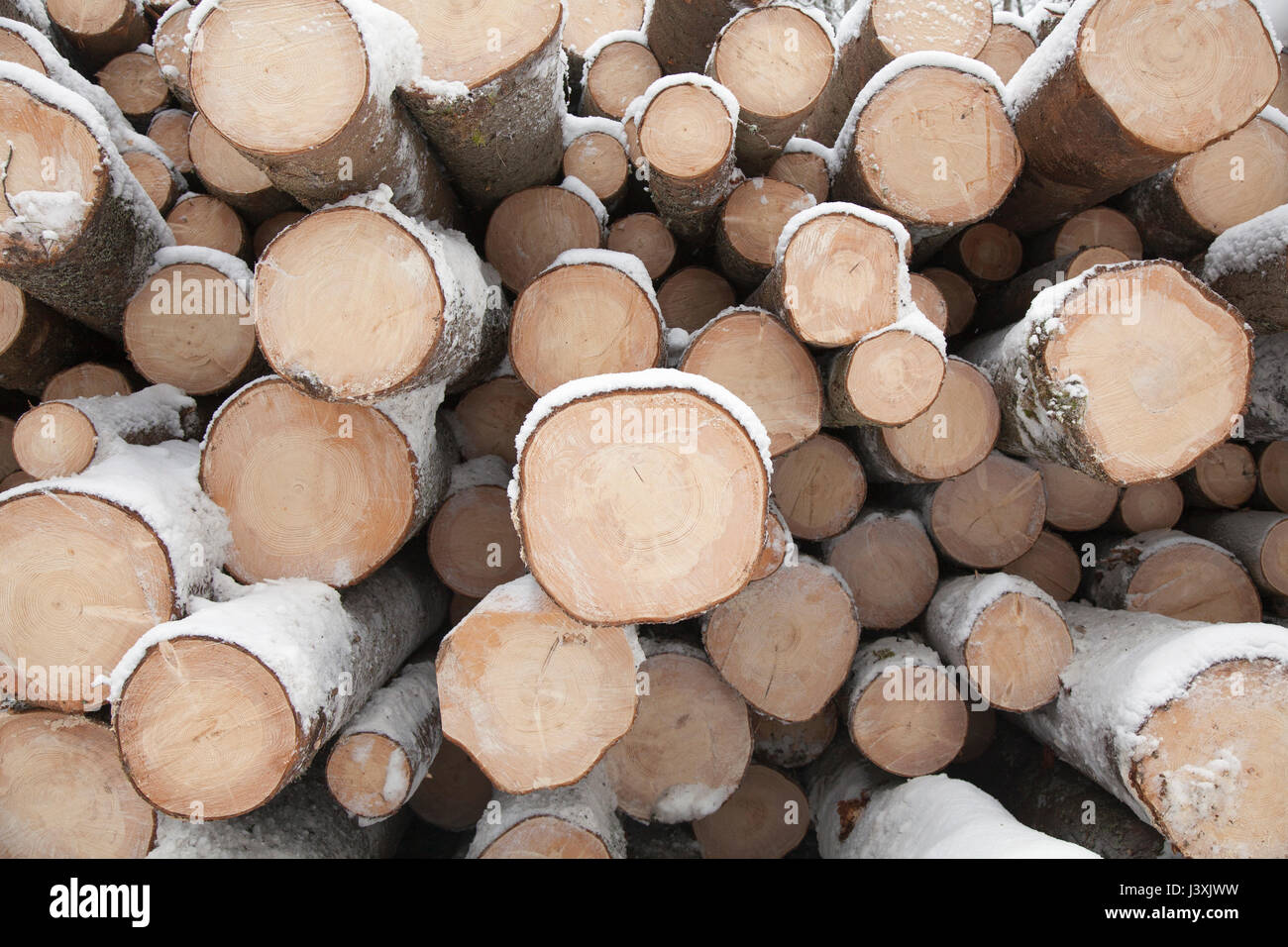 Cross section timber section hi-res stock photography and images - Alamy
