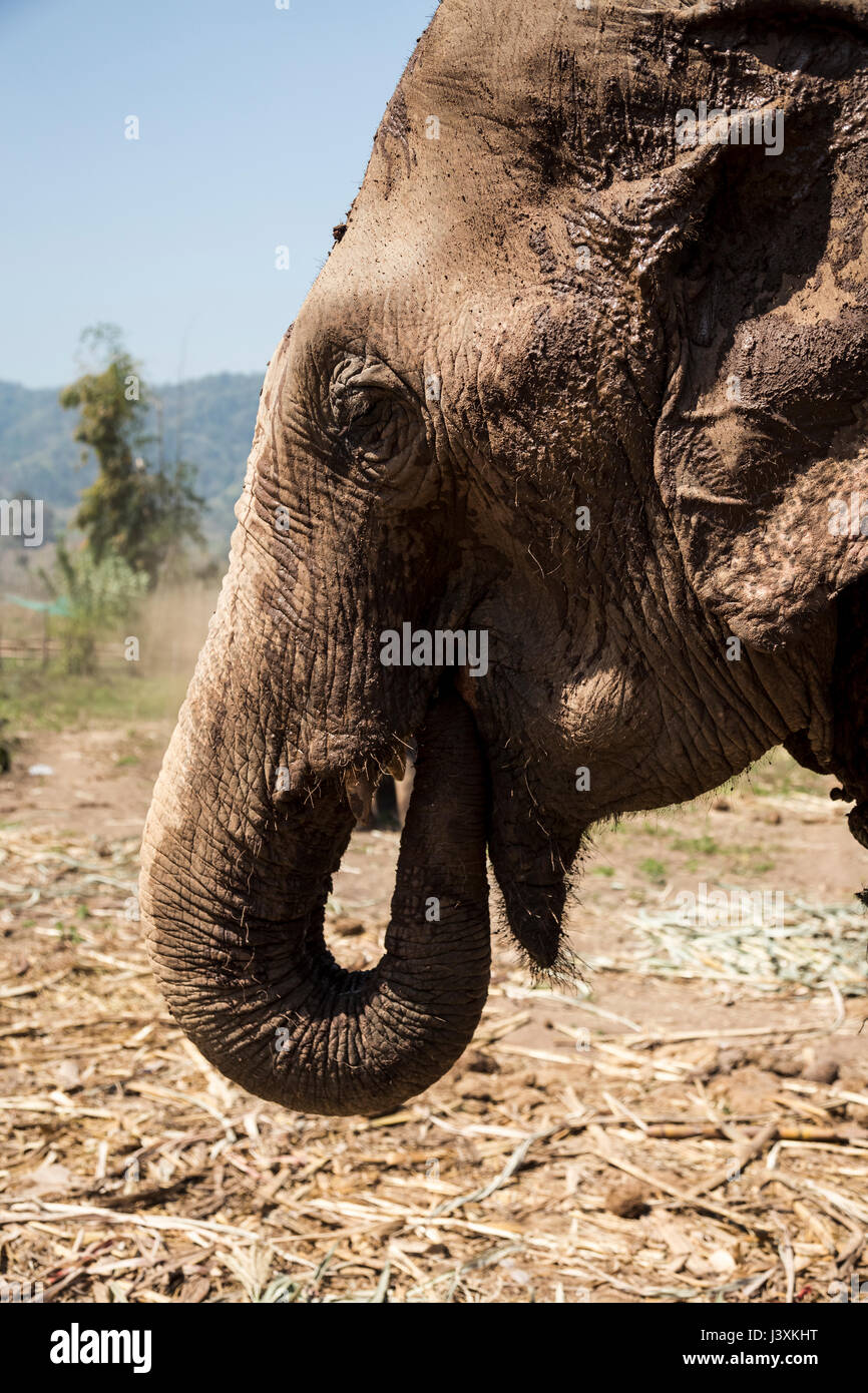 Elephant inside hi-res stock photography and images - Alamy