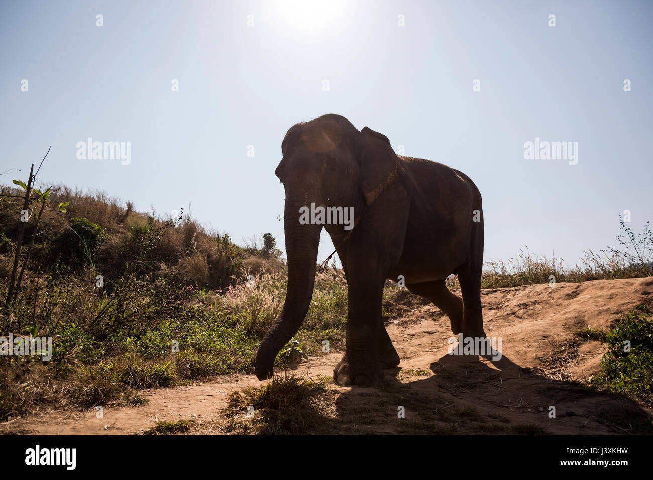 Elephant inside a reserve in Chiang Mai, Thailand Stock Photo - Alamy