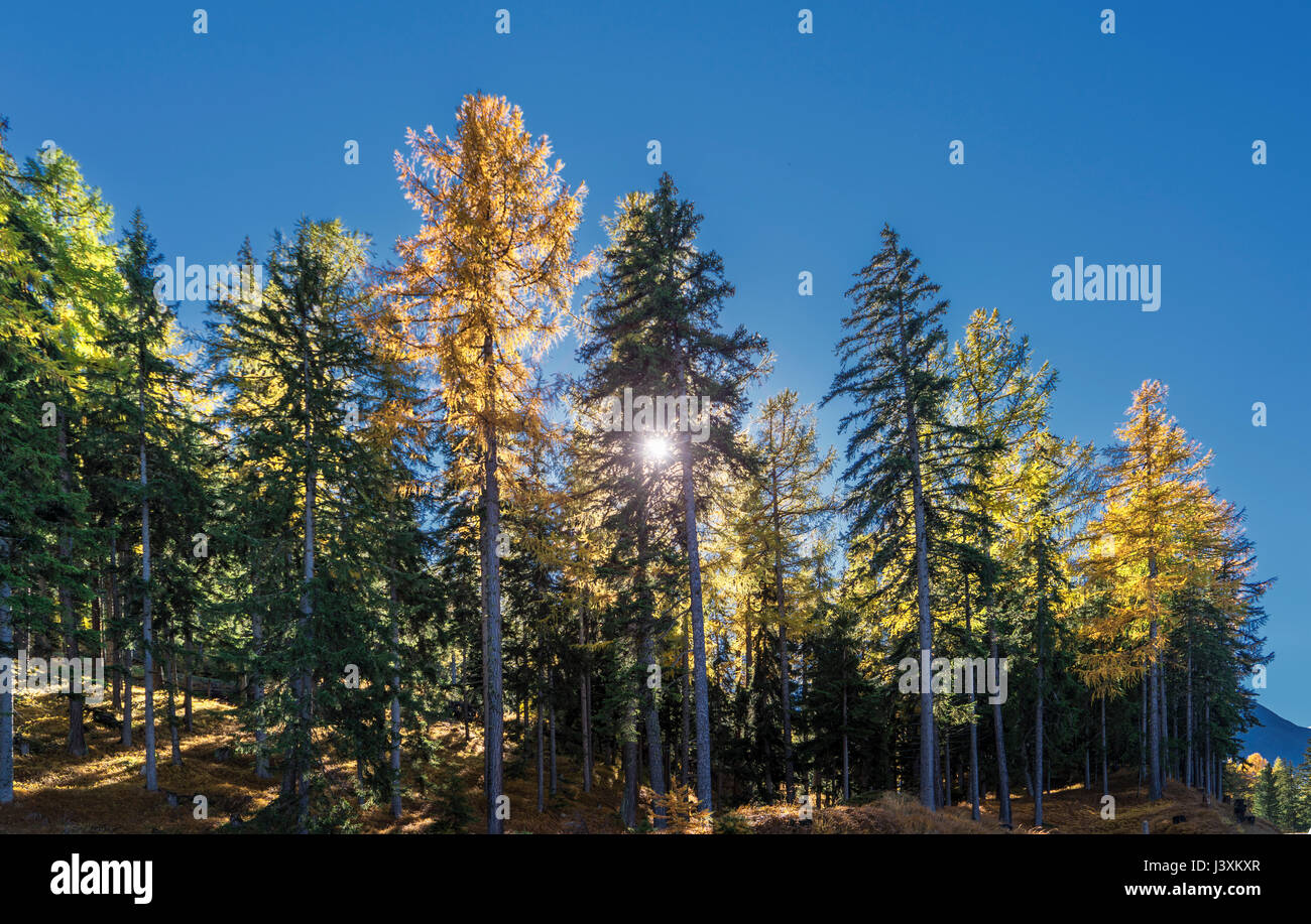Autumn trees in swiss alps hi-res stock photography and images - Alamy