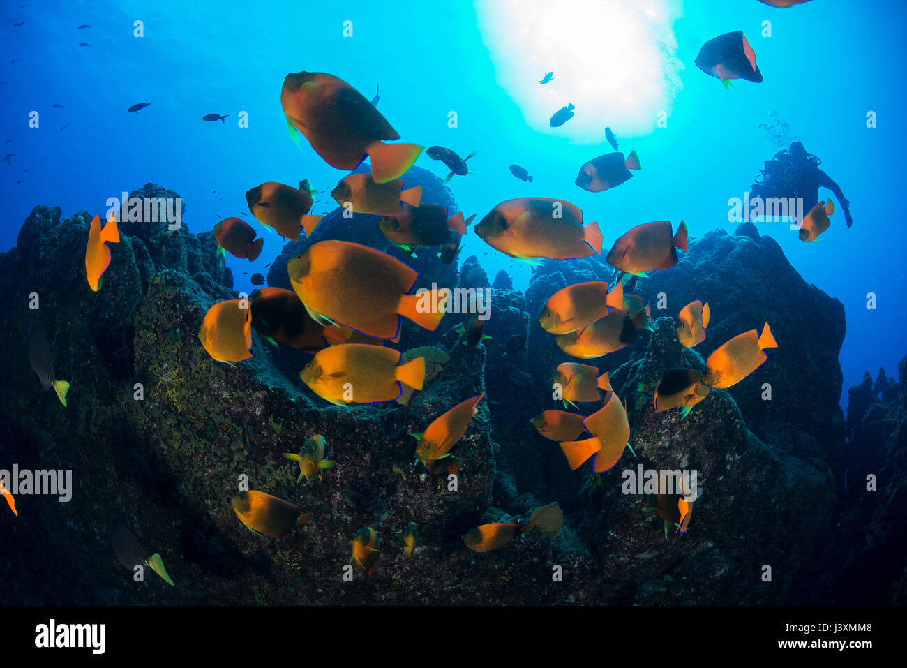 Scuba diver and angel fish (holacanthus clarionensis) around rocks ...
