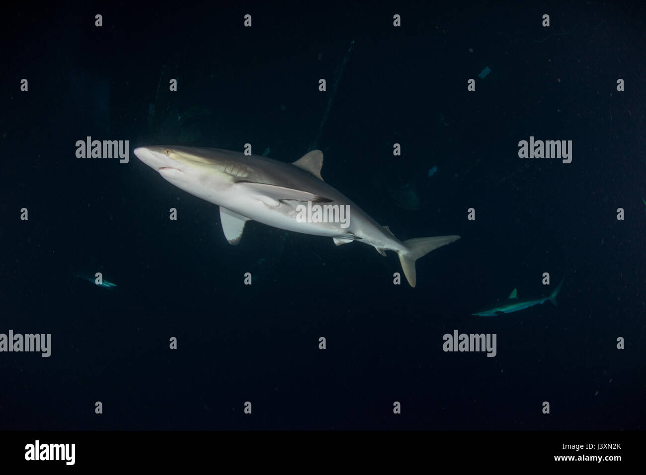 Silky shark (Carcharhinus falciformis) underwater view, Socorro, Colima ...
