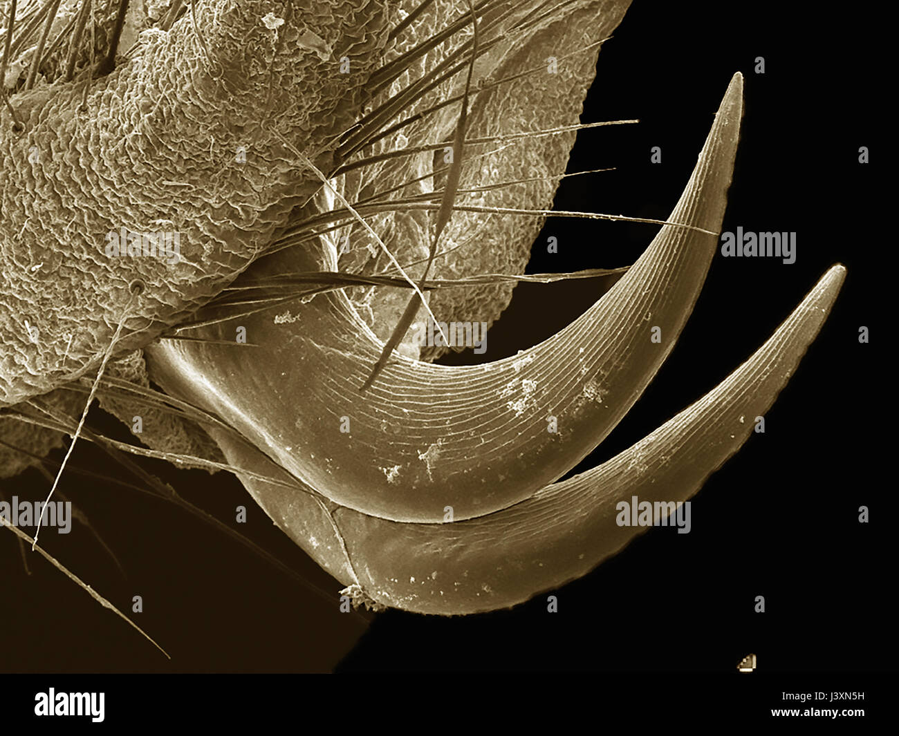 Tarsal claws of a dobsonfly (Megaloptera: Corydalidae) imaged in a ...