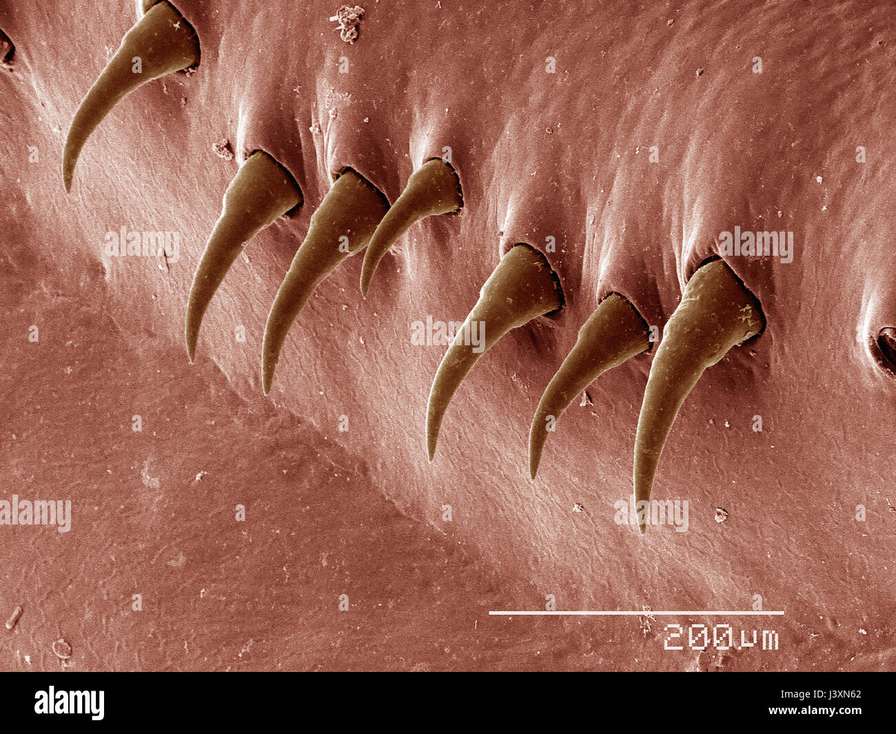 Stout spines on the gill rakers of a crayfish (Crustacea: Decapoda ...