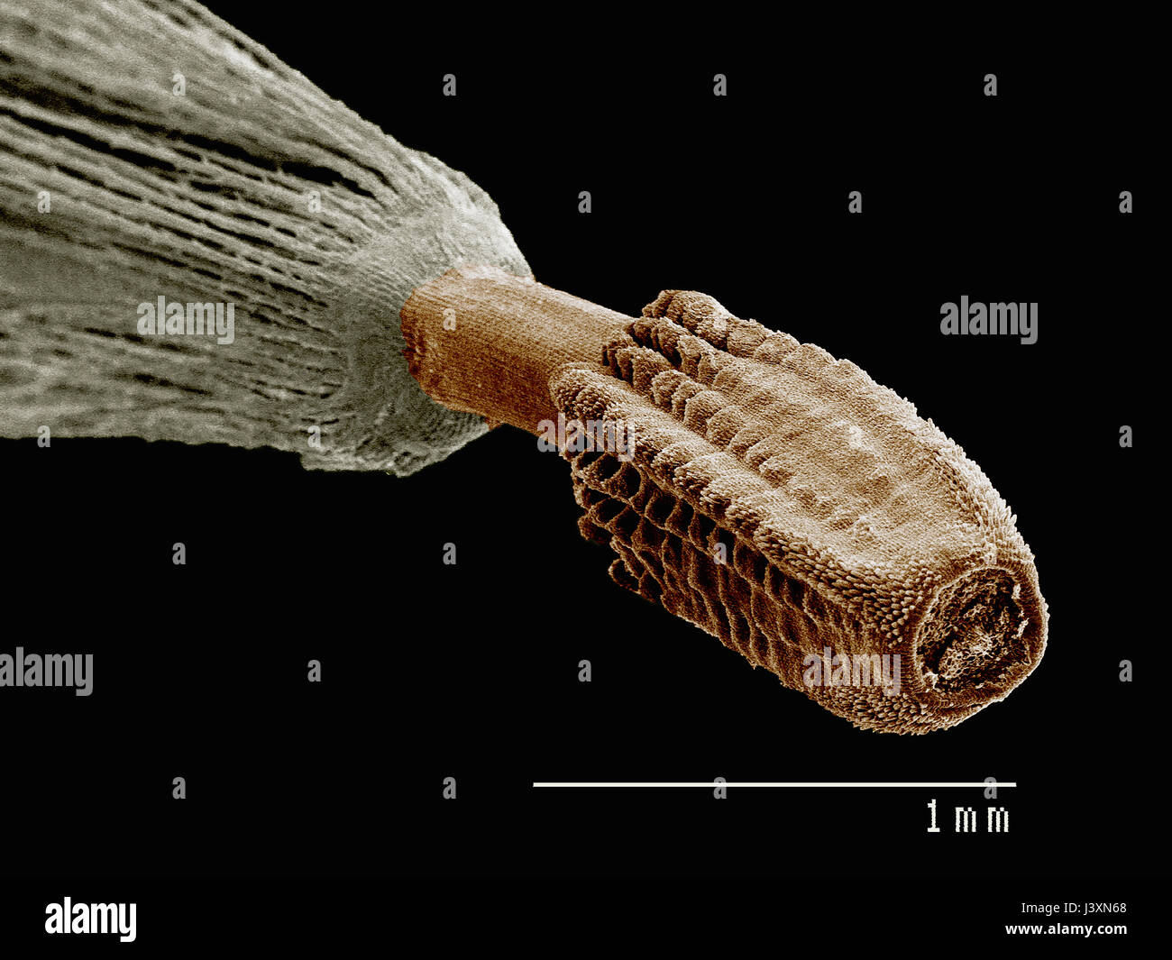 The seed of a dandelion imaged in a scanning electron microscope Stock ...