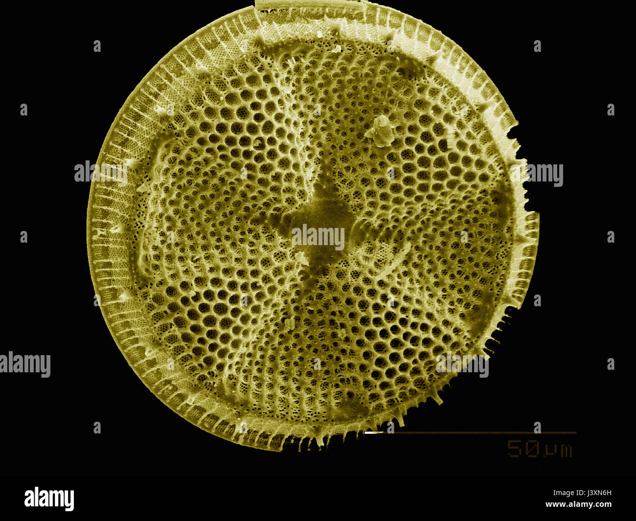 Marine Diatoms Labeled