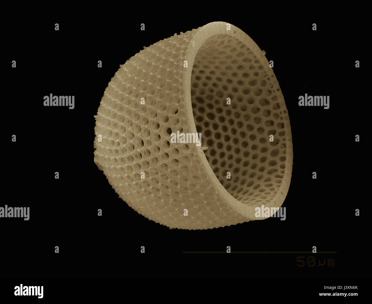 Algae microscope hi-res stock photography and images - Alamy