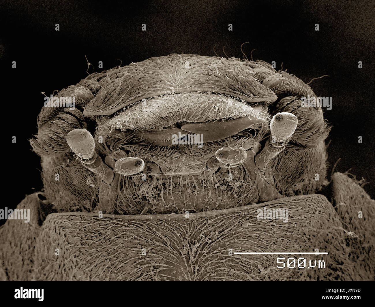 Frontal view of a water beetle (Coleoptera: Driopidae) imaged in a ...