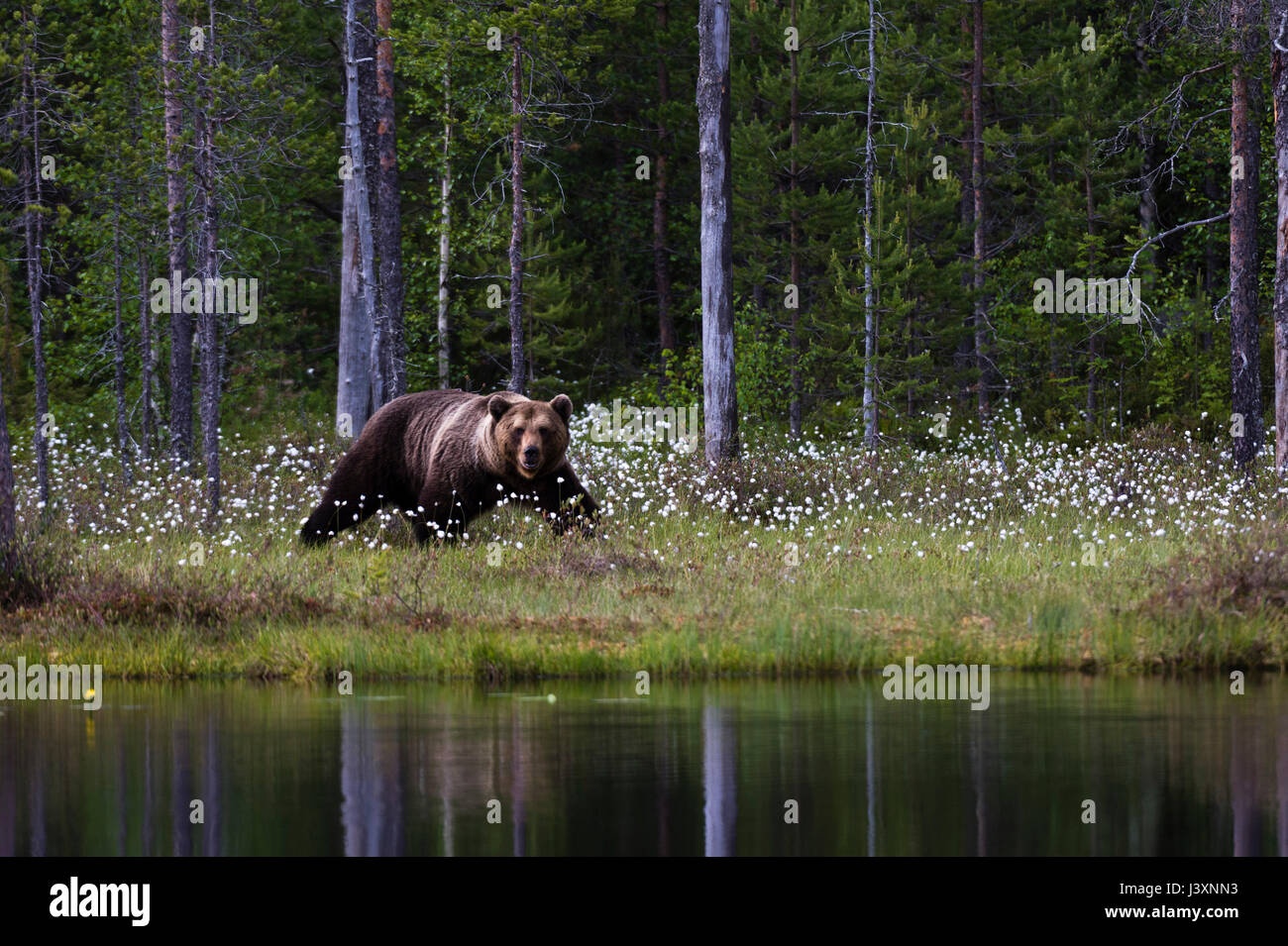 Lakeside with wild flower hi-res stock photography and images - Alamy