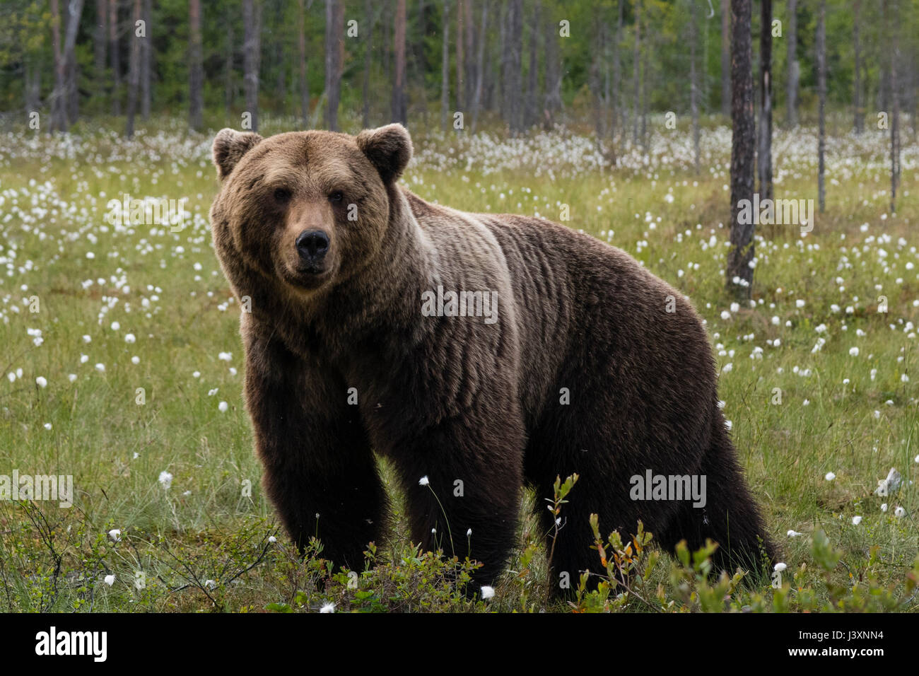 Bear standing side view hi-res stock photography and images - Alamy