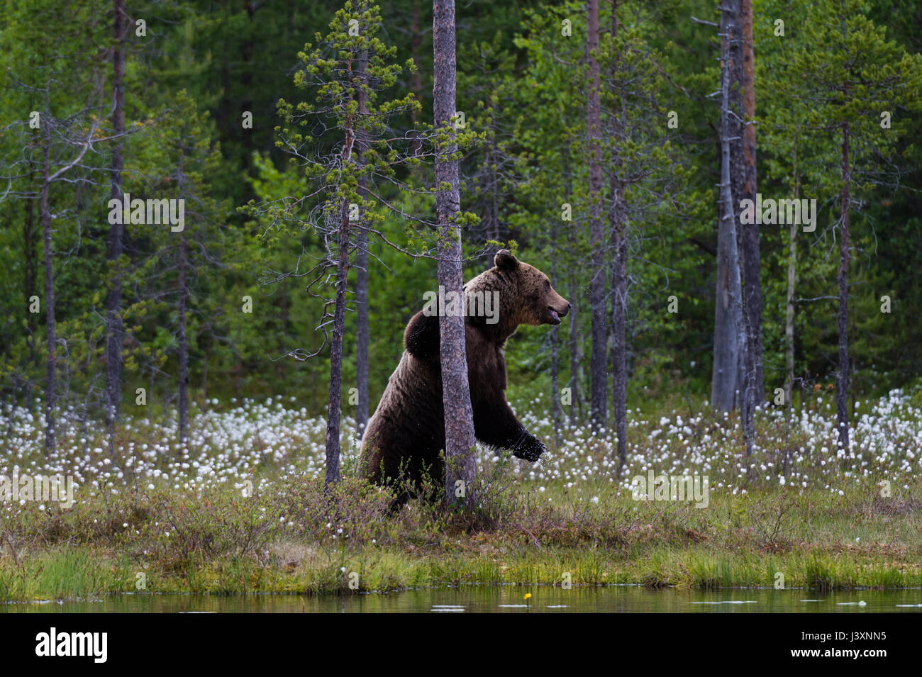 European brown bear on hind legs leaning against forest tree Stock ...