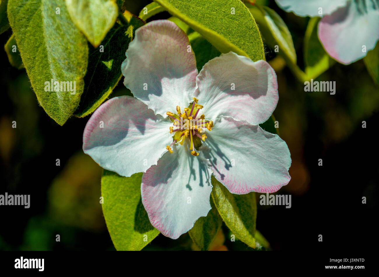 Seed bearing plant hi-res stock photography and images - Alamy