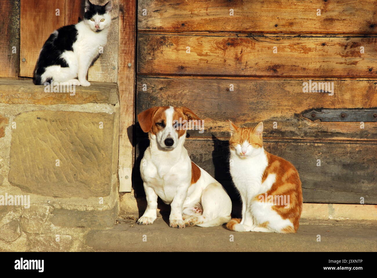 Two cats and a dog Stock Photo - Alamy